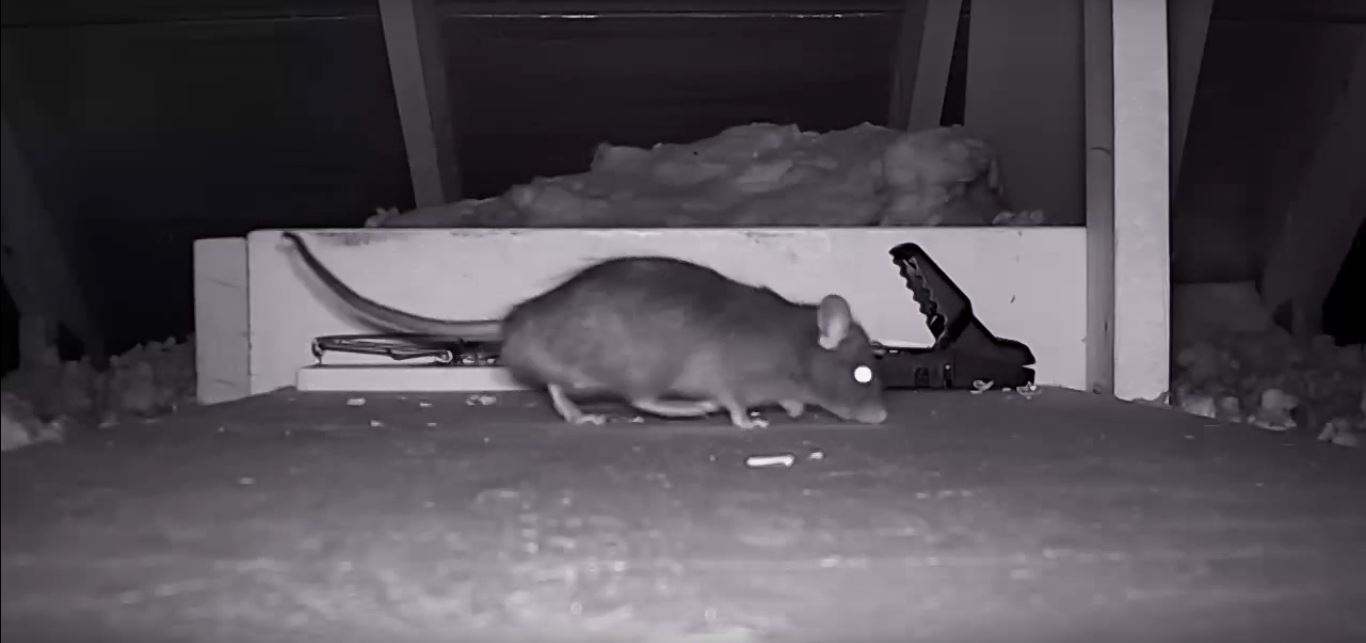 Do Rats Carry Rabies 